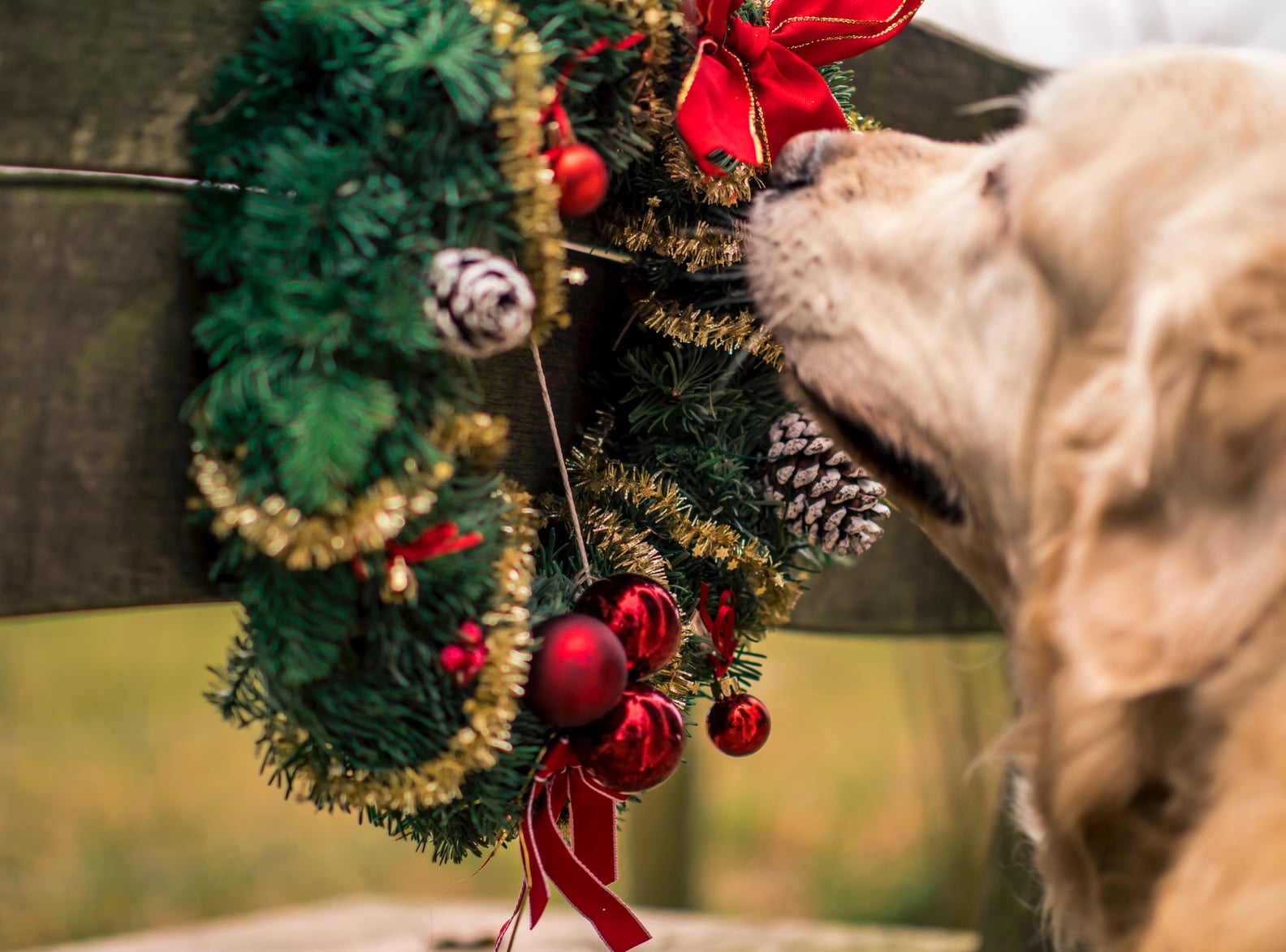 Pet-Friendly Holiday Decoration Tips | POPSUGAR Pets