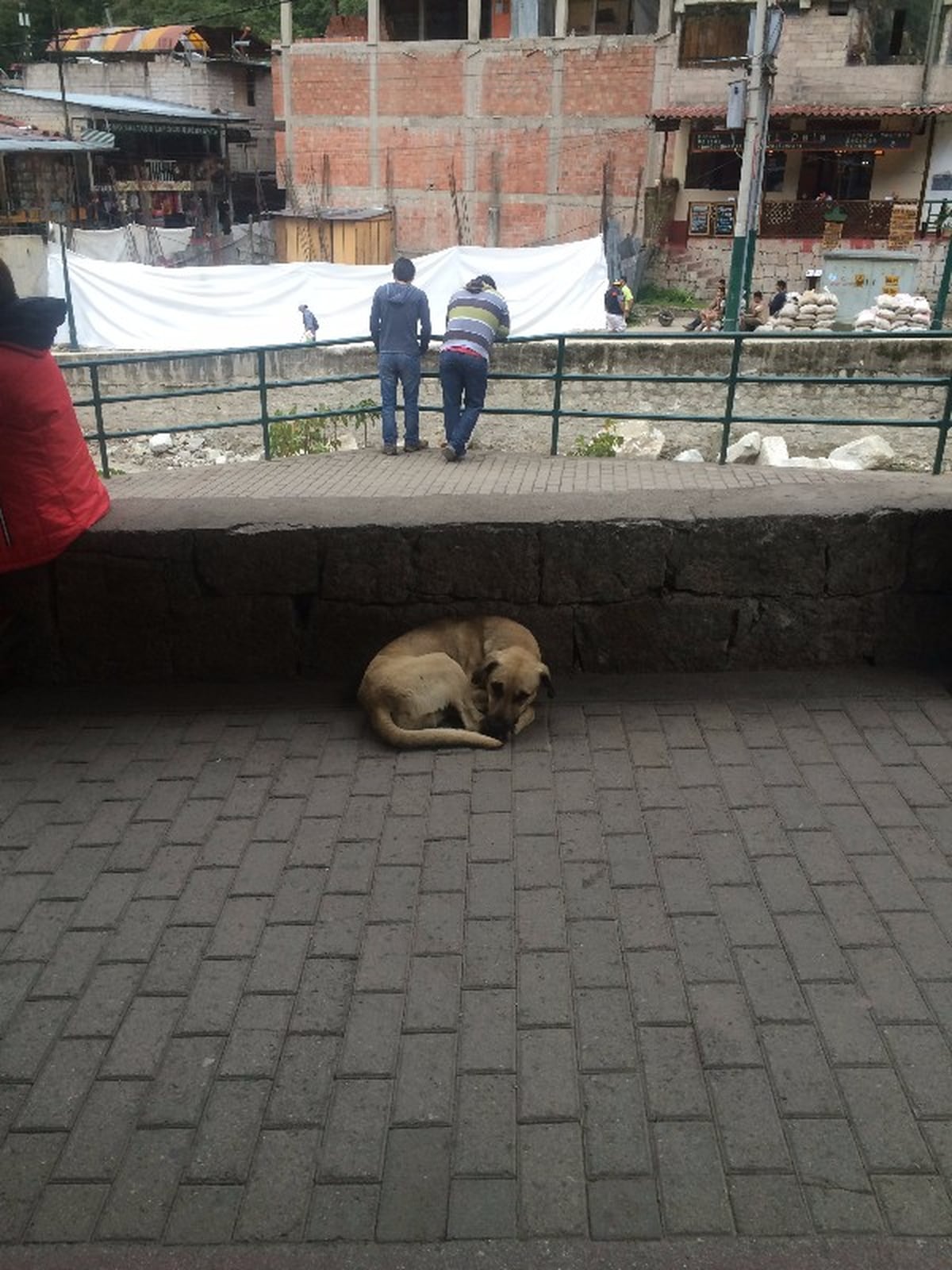 Street Dogs in Peru | PS Pets