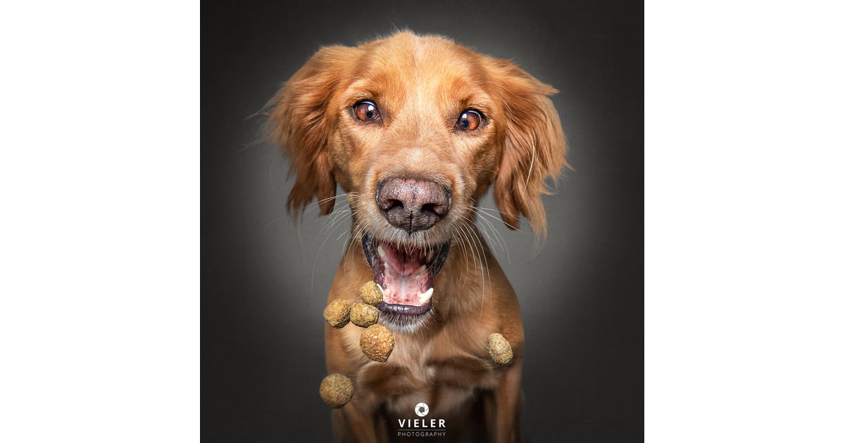 Dogs Catching Treats Photo Series | POPSUGAR UK Parenting Photo 101