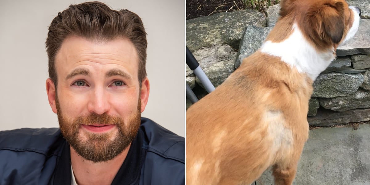 Chris Evans Gives Dog Dodger Bad Haircut | Photo | POPSUGAR Pets