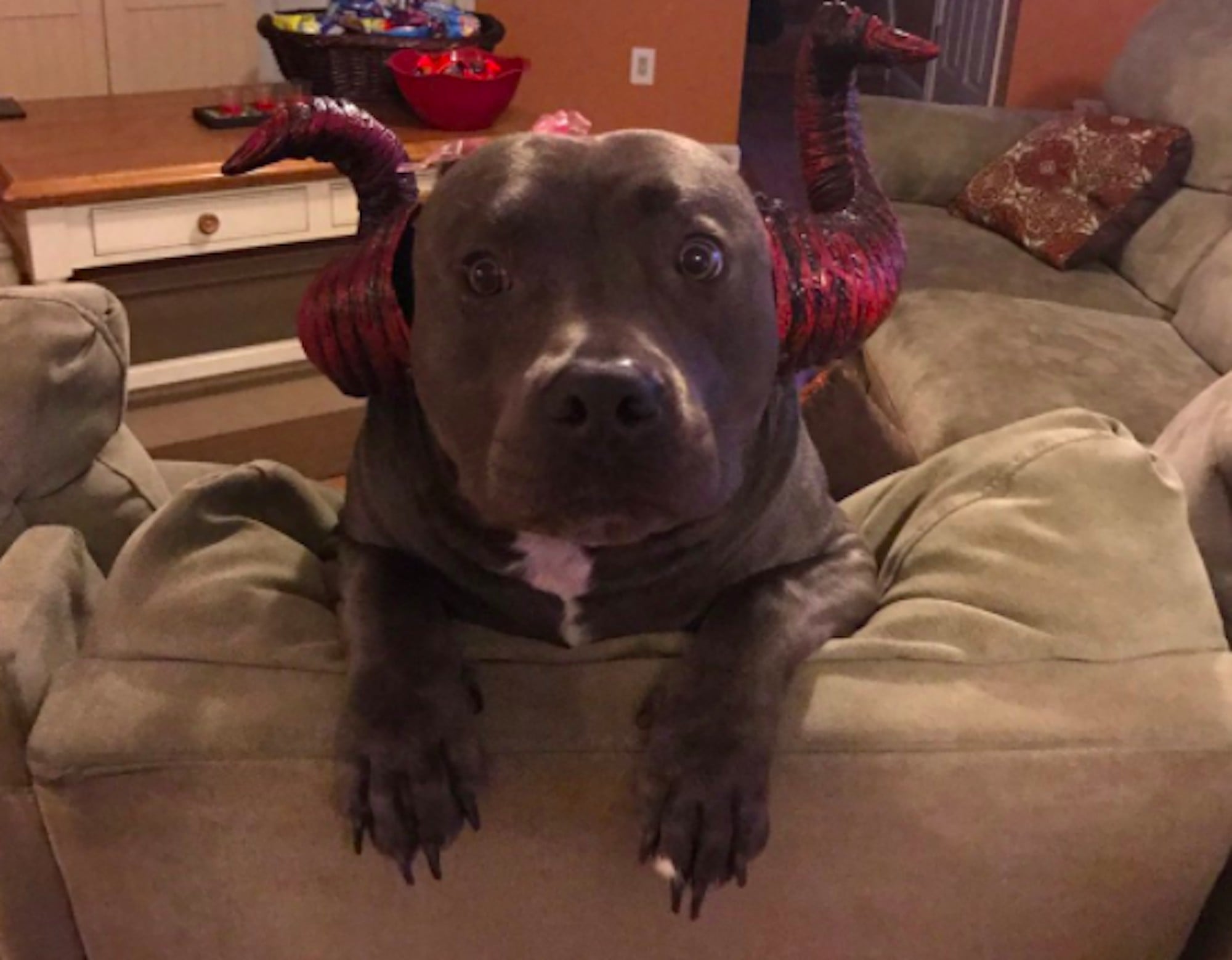 Viral Photo of Sad Dog on Halloween | POPSUGAR Pets