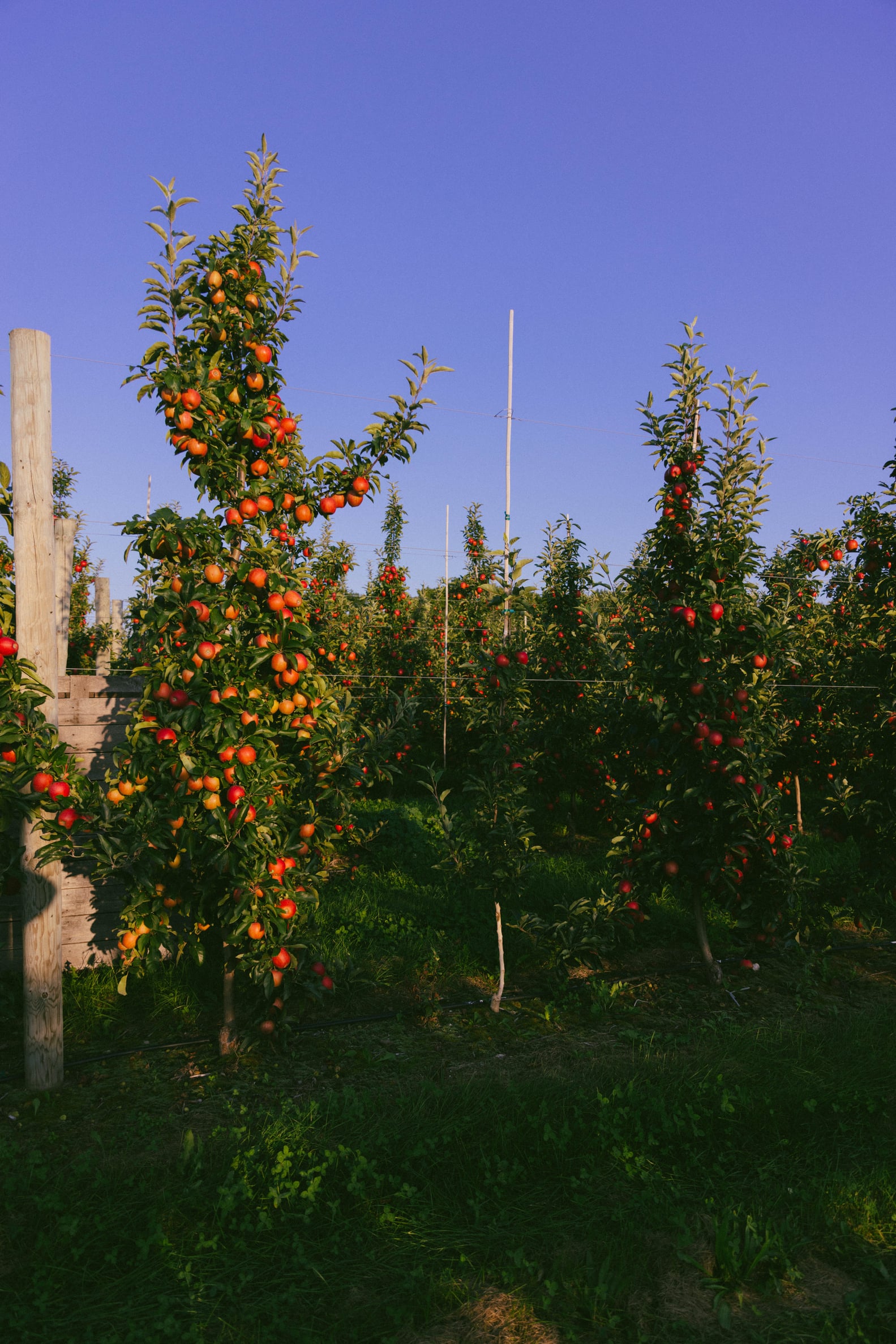 Best Apple Orchards in Michigan | PS Smart Living