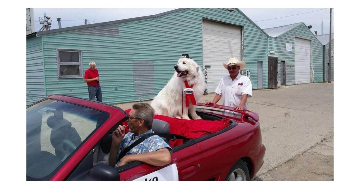 Dog Elected Mayor of Cormorant Township‬, Minnesota | POPSUGAR Pets