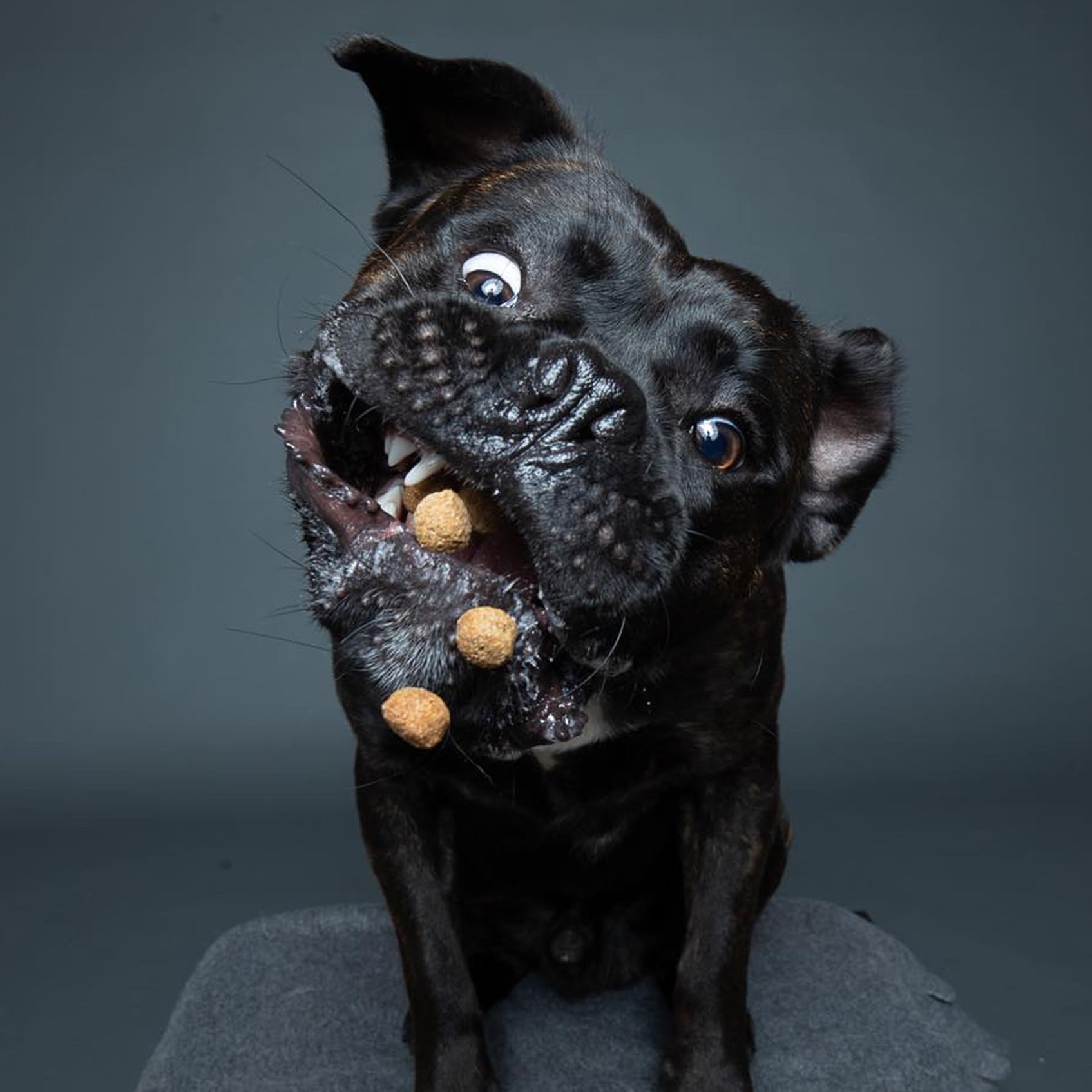 Should Dogs Get Treats