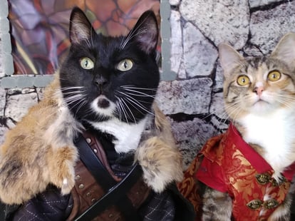 Cats Cosplaying as Famous TV and Movie Characters Photos | POPSUGAR Pets