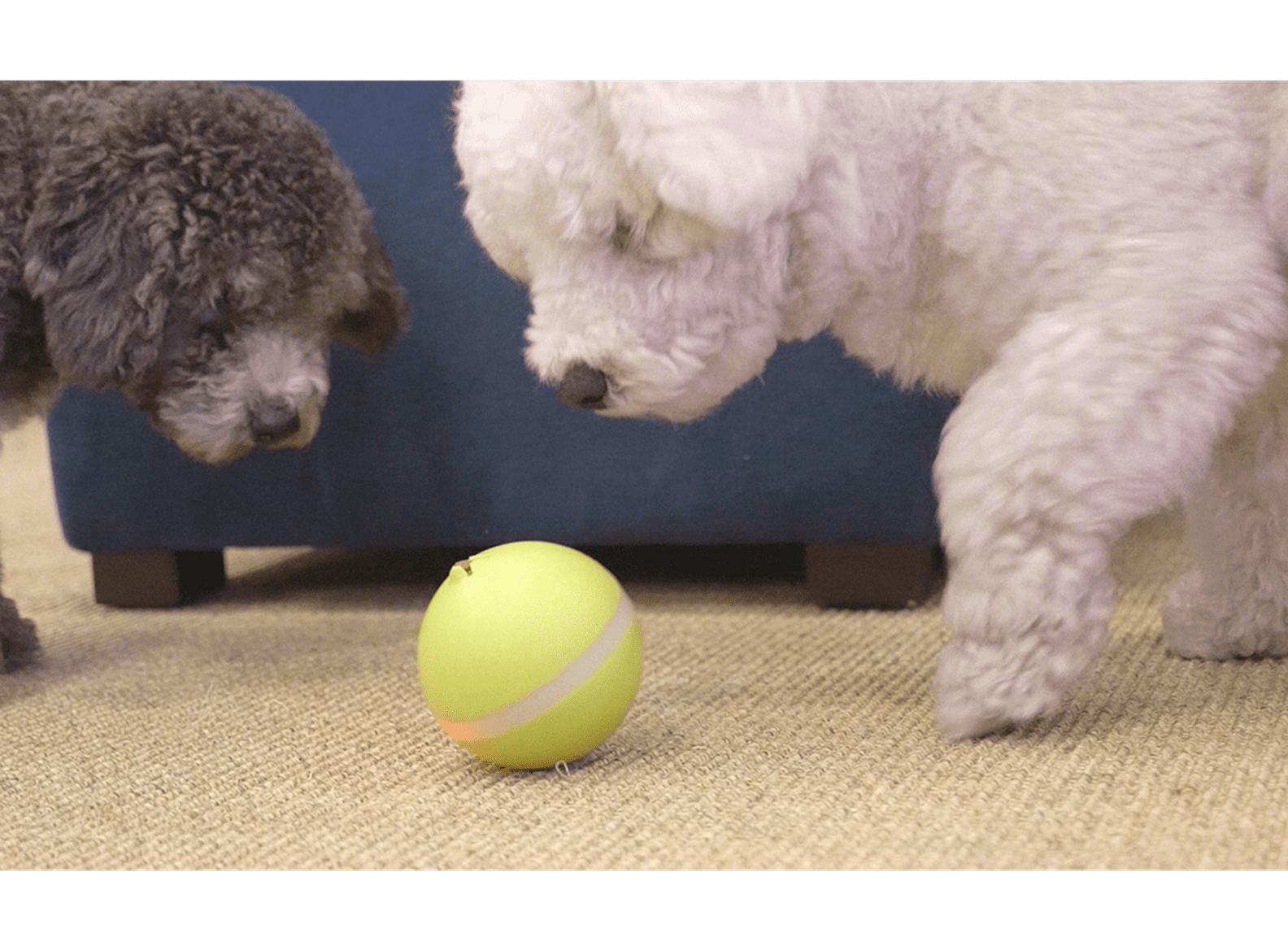Interactive Ball For Pets | PS Family