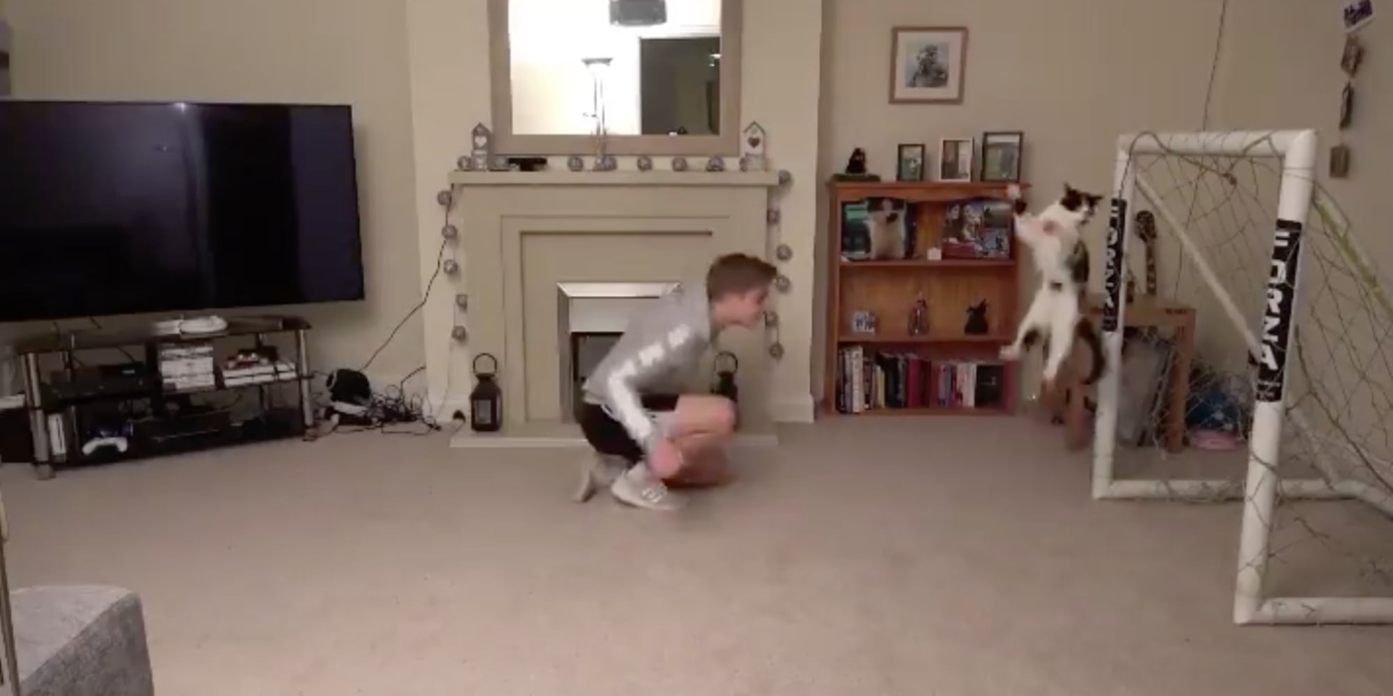 Video of Cat Defending the Goal While Playing Indoor Soccer | PS Pets