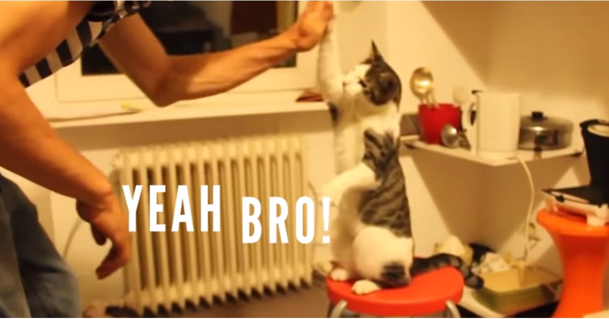 Bro Cats High-Five | POPSUGAR Pets
