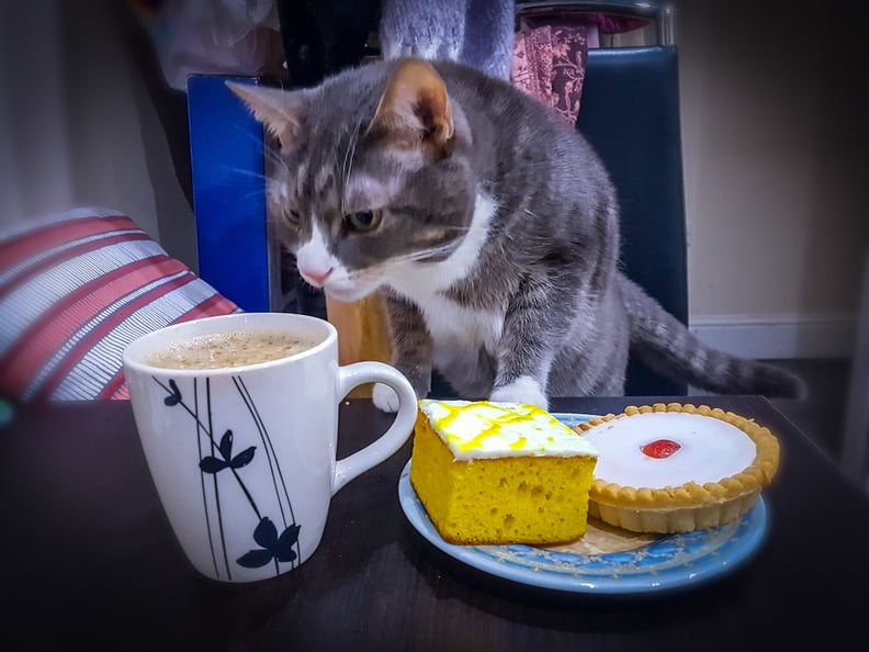 Photos of Man Eating Meals With His Cat | POPSUGAR Pets