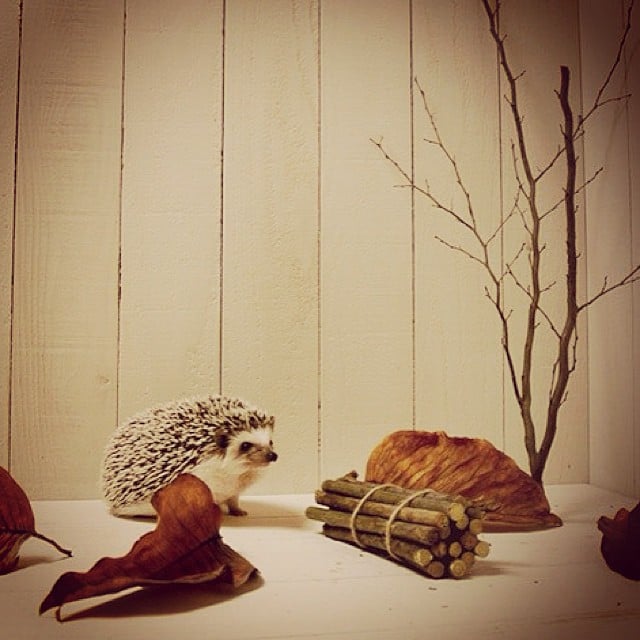 Marutaro the Hedgehog Instagram | PS Tech