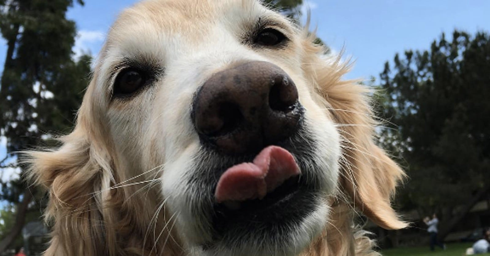 Cognition Test For Dogs | PS Pets