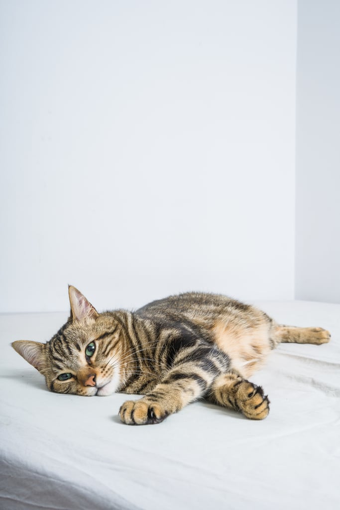 top-cat-names-of-2020-popsugar-uk-pets
