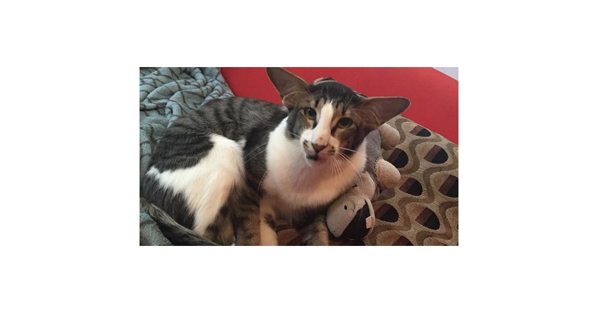 Cat That Looks Like Adam Driver | POPSUGAR Pets