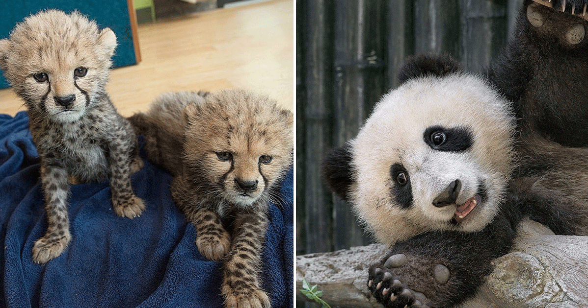 cute zoo animals list