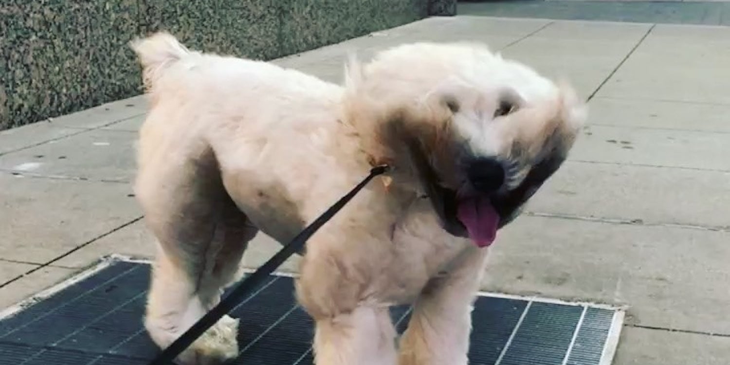 Video of Dog Standing Over Sidewalk Grate | POPSUGAR Pets