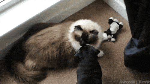 Cat Gif Tumblr Hug