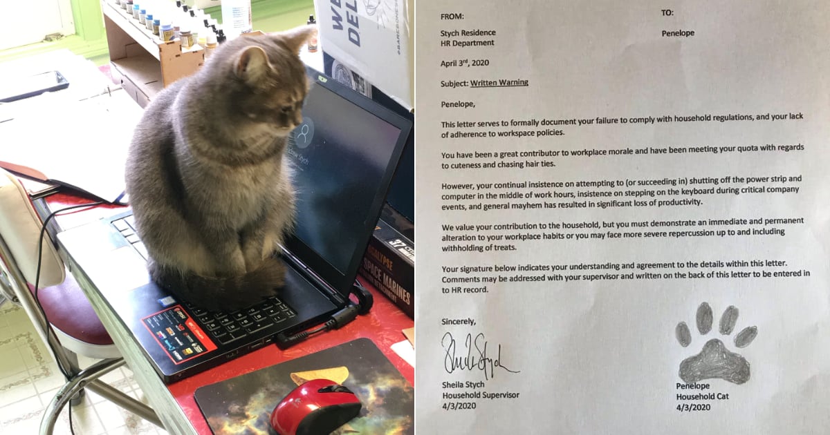 Man's Funny Written HR Complaint About His Cat | PS Pets