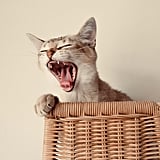Funny Photos of Evil Cats | POPSUGAR Pets