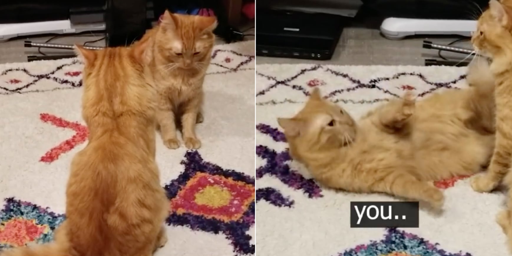 Cats Fighting to Drum-Set Scene in Step Brothers | Video | PS Pets