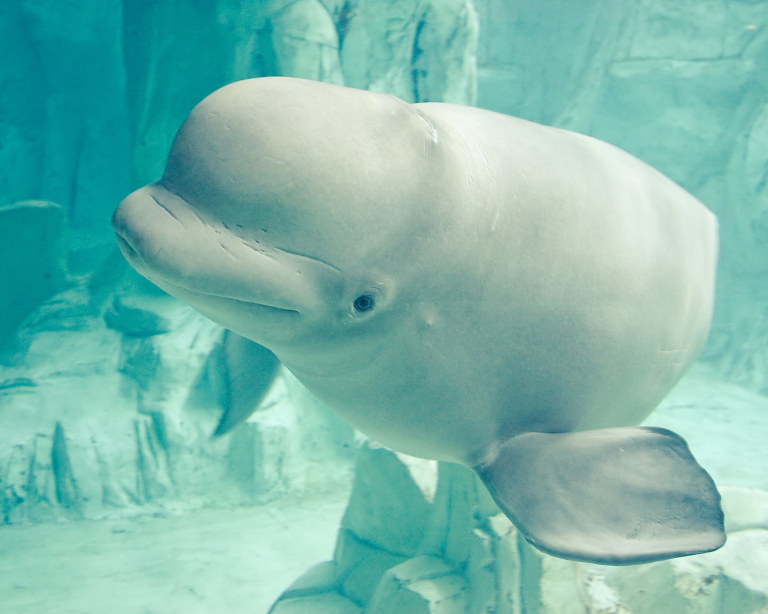 Virtual Field Trips to Take With Kids: Zoos, Aquariums, More | PS Family