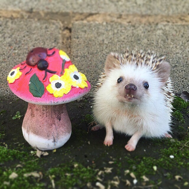how to make your hedgehog smile