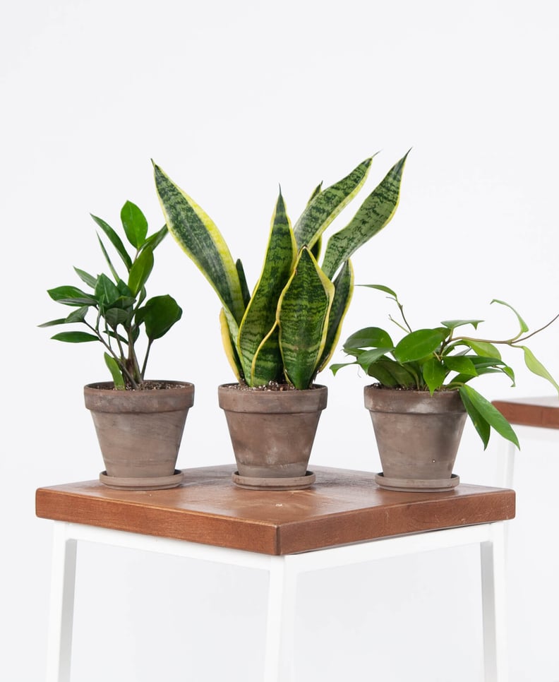 The Best Indoor Houseplants From Bloomscape | PS Home