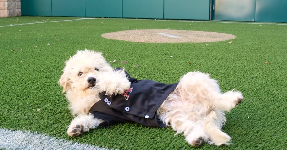 Dog Adoption at Diamondbacks' Stadium | Video | PS Pets
