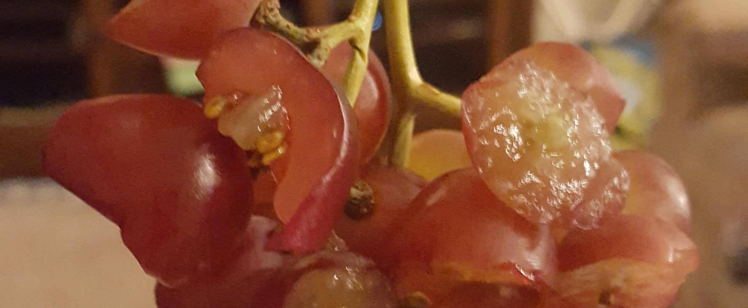 Photo of Girl's Half-Eaten Grapes | POPSUGAR Family