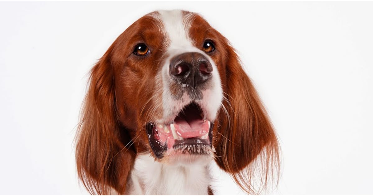 Irish Dog Breeds | POPSUGAR Pets