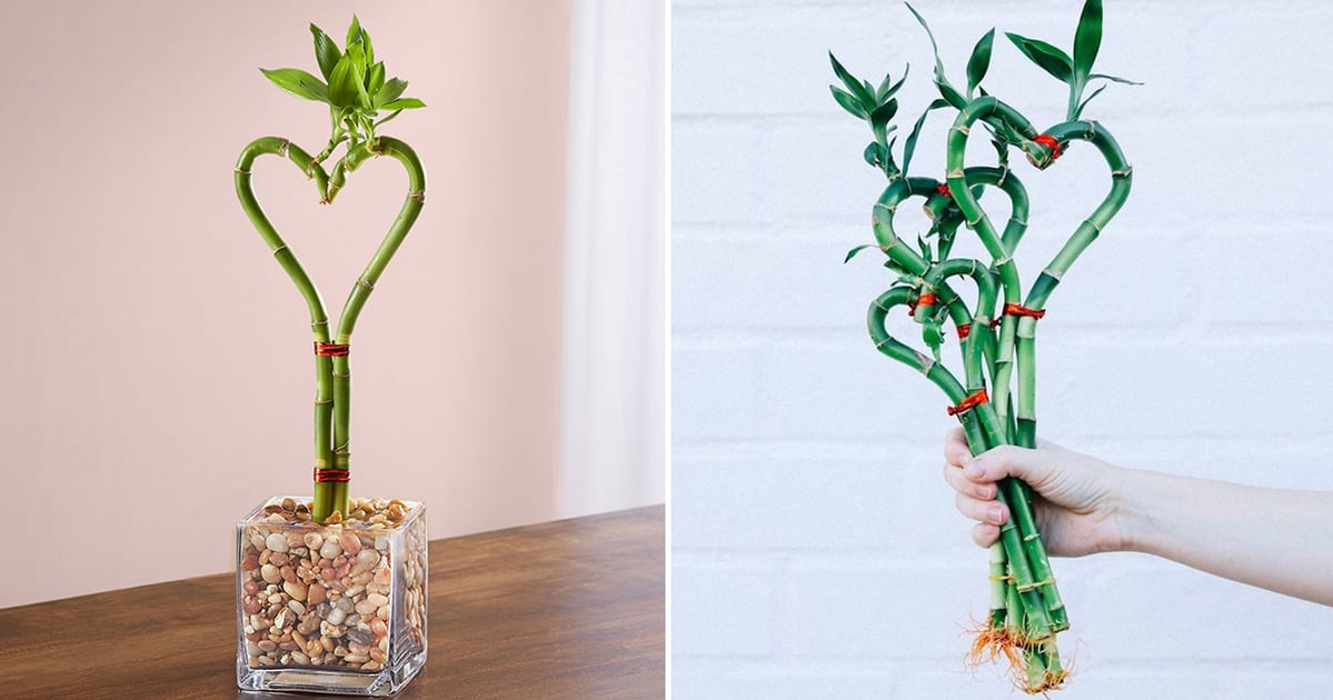 1-800-Flowers Heart-Shaped Bamboo For Valentine's Day | PS UK Love