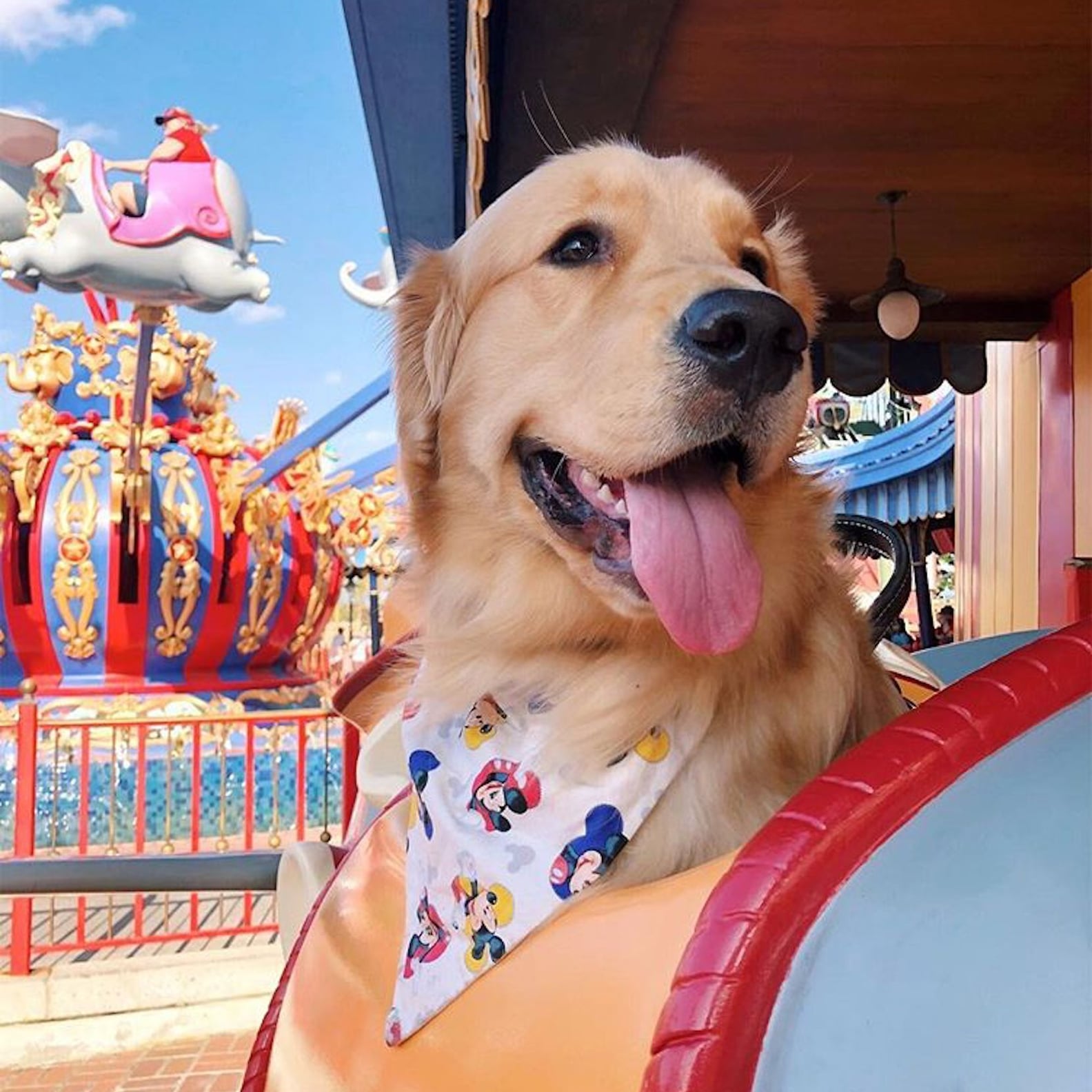 Cute Photos of Service Dogs at Disney Parks | PS Pets