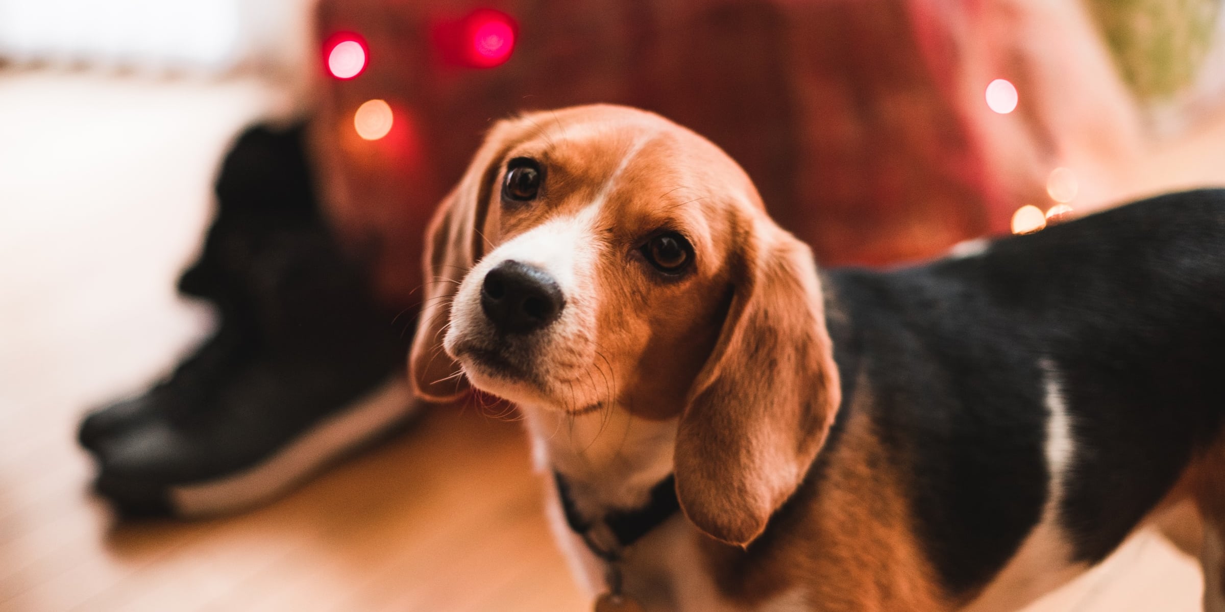 What to Do If Your Pet Eats Poinsettia | POPSUGAR Pets