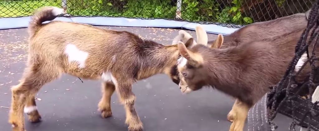 Goats | POPSUGAR Pets