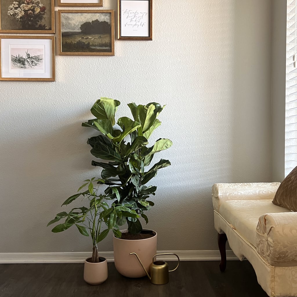 Easyplant Self-Watering Plants Review With Photos | POPSUGAR Home UK