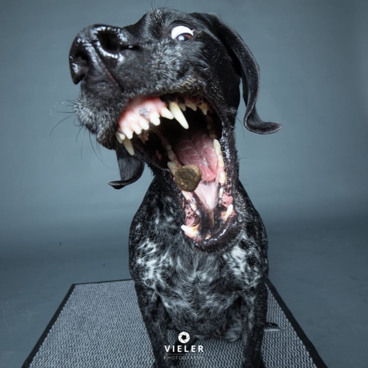 Dogs Catching Treats Photo Series | POPSUGAR UK Parenting Photo 11