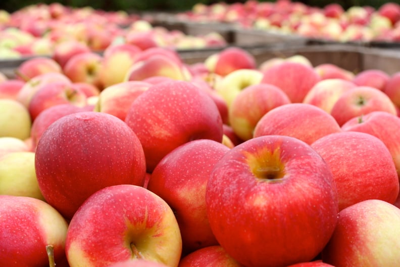 Best Apple Orchards in Michigan | PS Smart Living