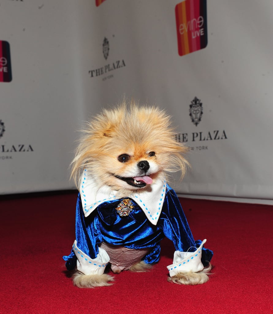 Lisa Vanderpump's Dog Giggy on Red Carpet | POPSUGAR Pets