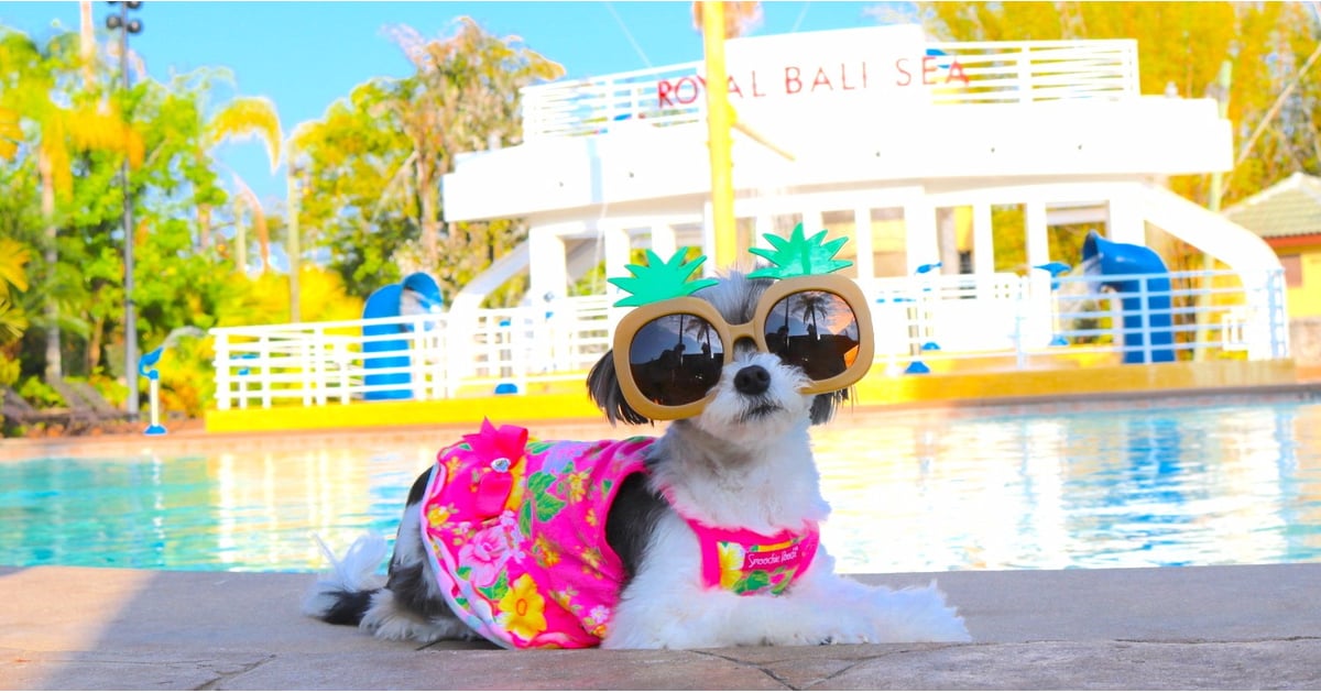 Tinkerbelle the Dog's Orlando, FL, Vacation | POPSUGAR Pets