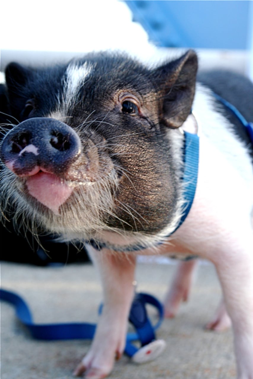Pigs on Leashes | POPSUGAR Pets