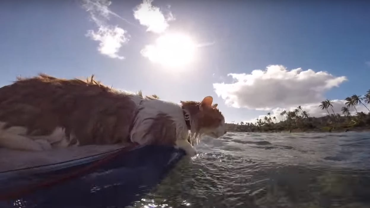 Surfing Cat Video | PS Pets