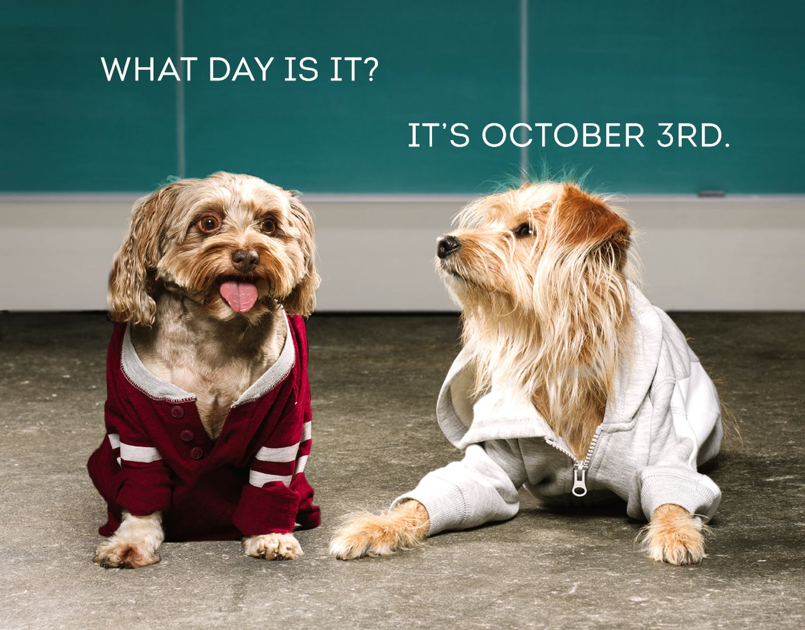 Dogs Dressed as Mean Girls Characters | PS Pets