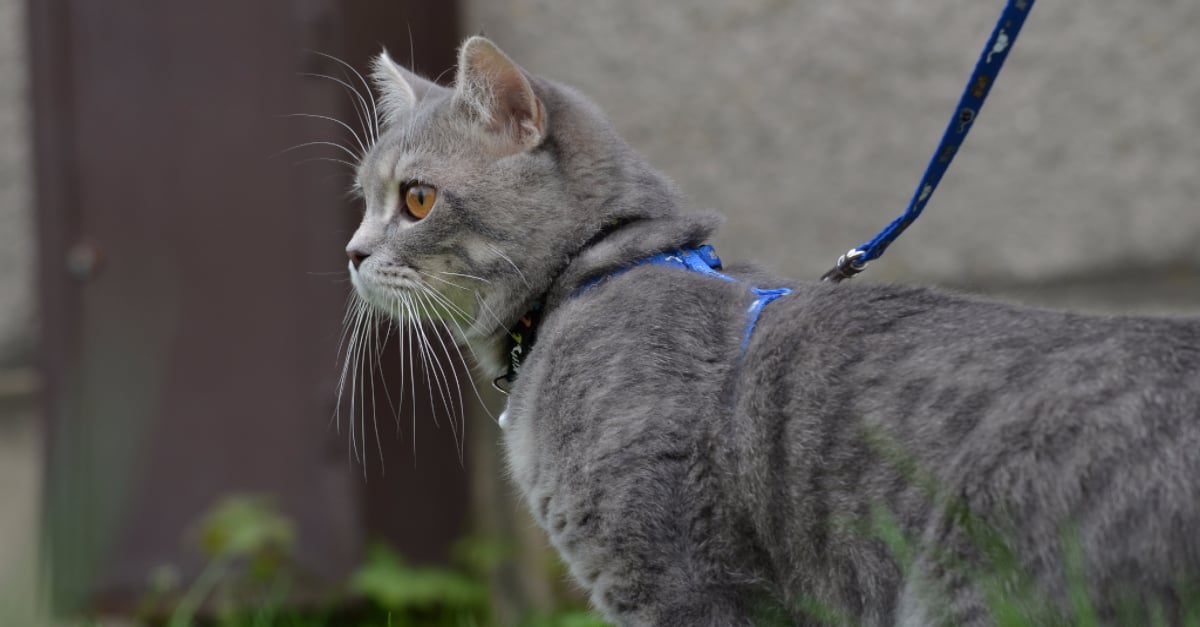 How to Walk Your Cat | POPSUGAR Pets