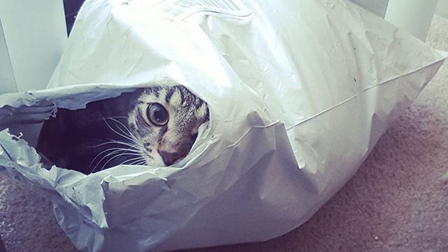 Cats Sitting Inside Things | If I Fits, I Sits | POPSUGAR Pets