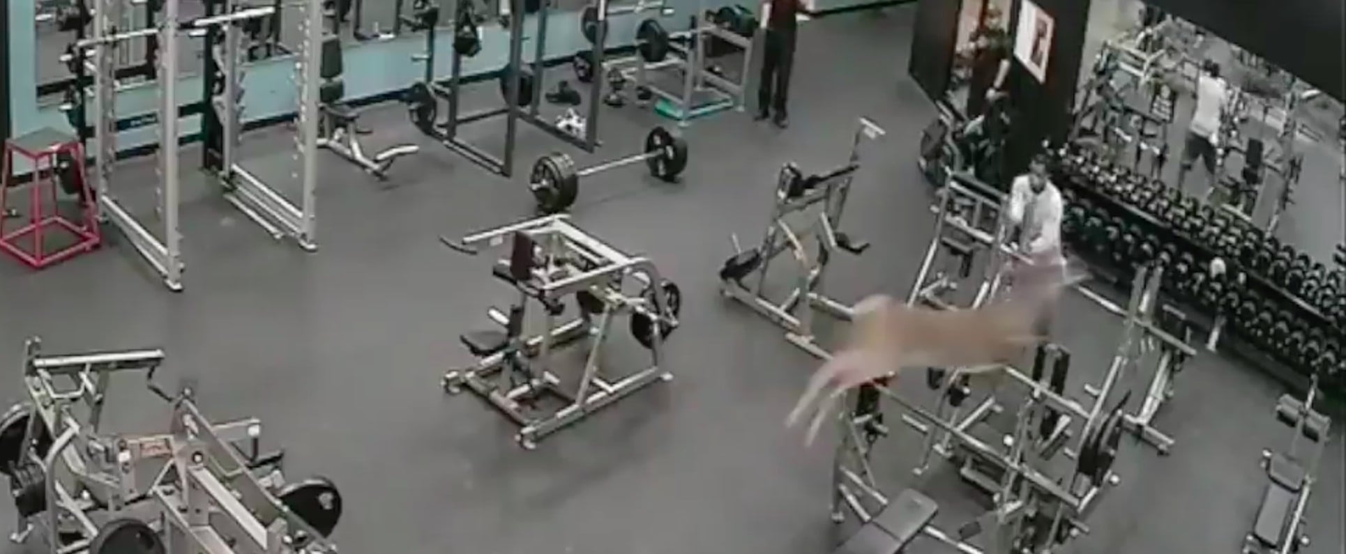 Deer Running Through Gym Video | PS Fitness