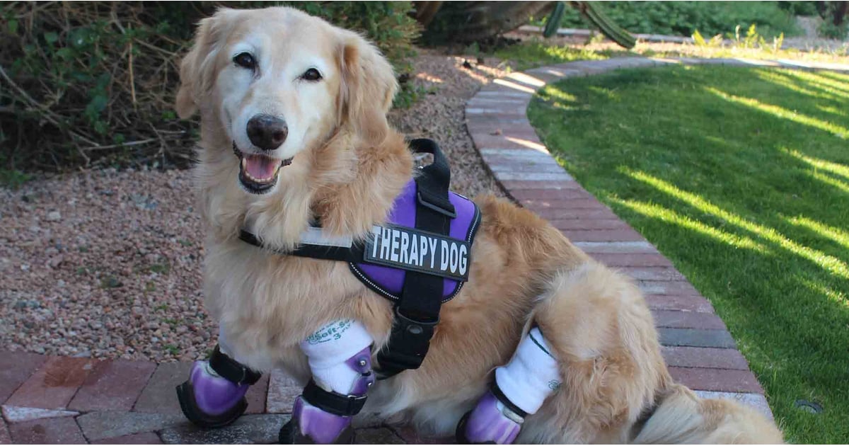 Dog With Prosthetic Paws Becomes a Therapy Dog | POPSUGAR Family