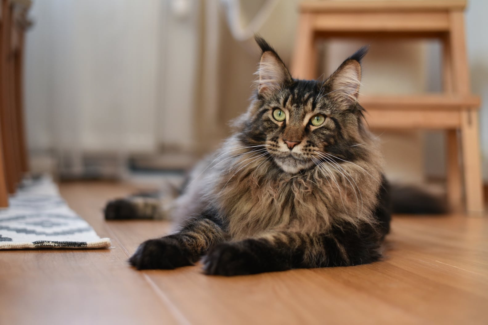 17 Best Cat Breeds For First-Time Owners | POPSUGAR Pets