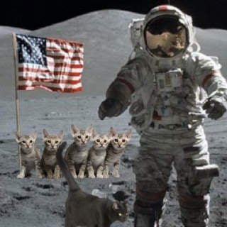 Cat Photo Apps | POPSUGAR Tech