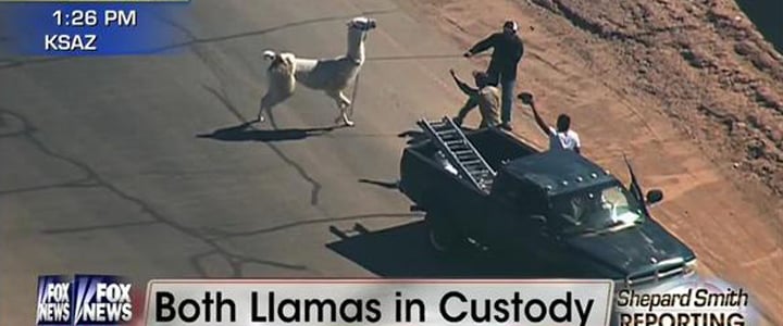 Llama Chase | POPSUGAR Tech