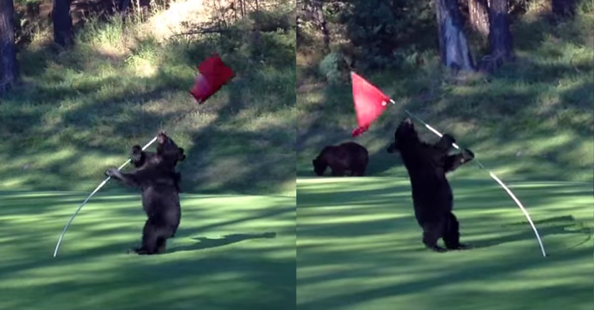 Bear Cub Playing on Golf Course | Video | POPSUGAR Celebrity