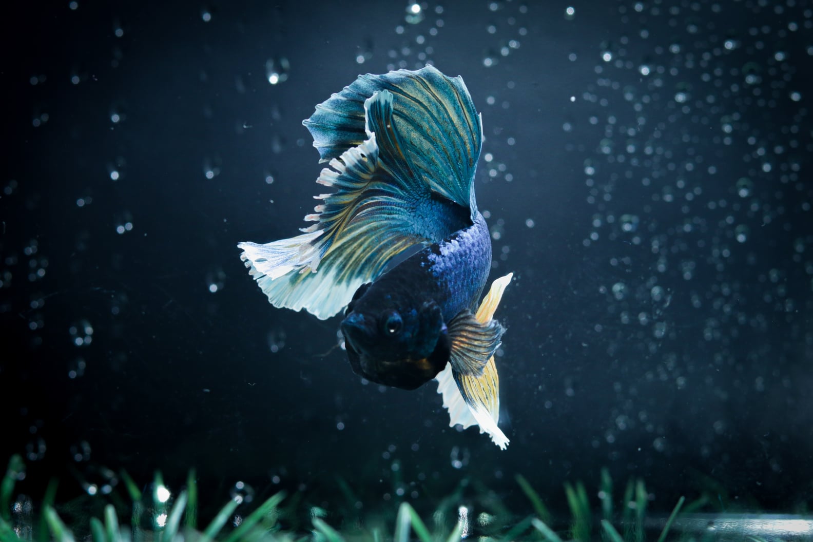 Is It Normal for Betta Fish to Lose Their Fins? | PS Pets